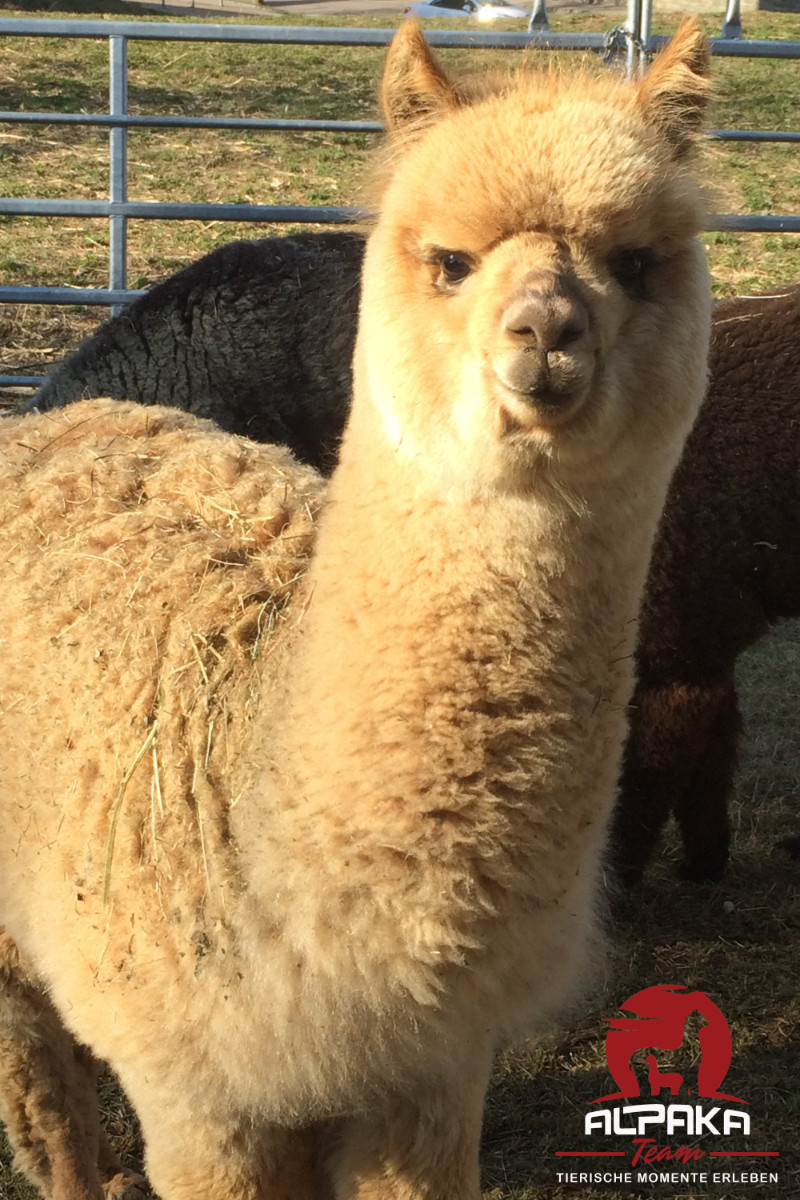 Bildergalerie | Alpaka-Team